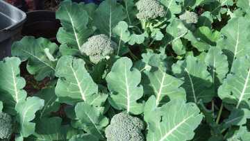 How to Grow Gypsy Hybrid Broccoli: A Guide to Large Heads and Delicious ...