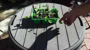 How to Grow Gypsy Hybrid Broccoli: A Guide to Large Heads and Delicious ...