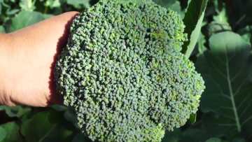 How to Grow Gypsy Hybrid Broccoli: A Guide to Large Heads and Delicious ...