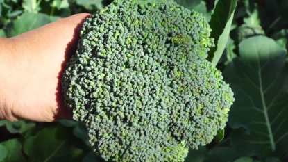 How to Grow Gypsy Hybrid Broccoli: A Guide to Large Heads and Delicious ...