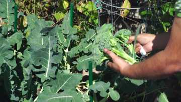 How to Grow Gypsy Hybrid Broccoli: A Guide to Large Heads and Delicious ...