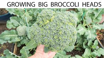 How to Grow Gypsy Hybrid Broccoli: A Guide to Large Heads and Delicious ...